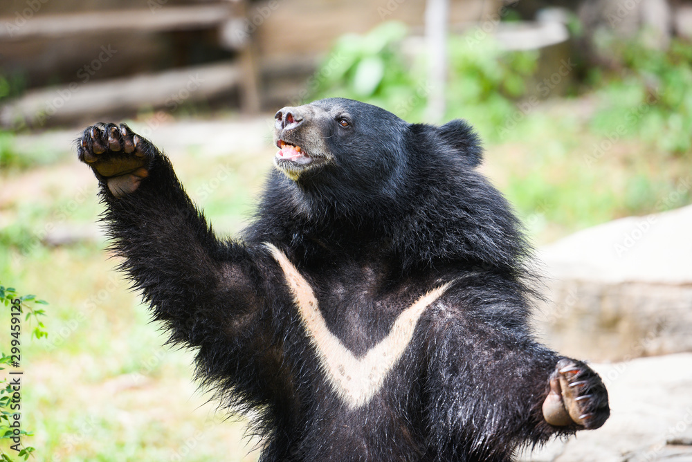Foto de Asiatic black bear standing and relax in the summer - Black ...