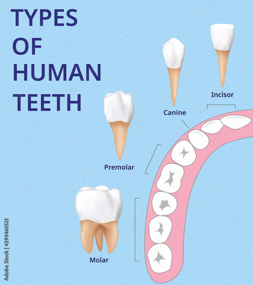 Types of Human Teeth, Human bone anatomy, Realistic vector. Stock ...