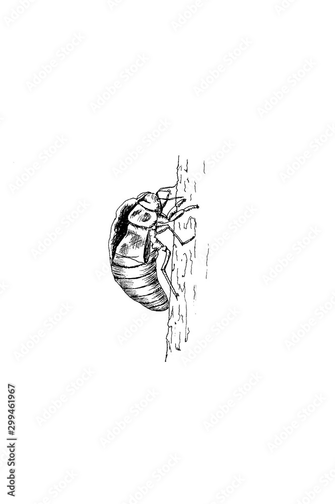 Cicada Shell Stock Illustration | Adobe Stock