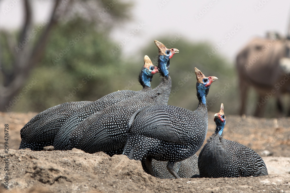 The helmeted guineafowl is the best known of the guineafowl bird family ...