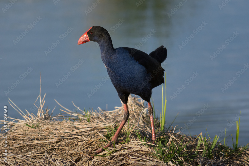 Purple Swamphen, Australian native water bird in natural environment ...
