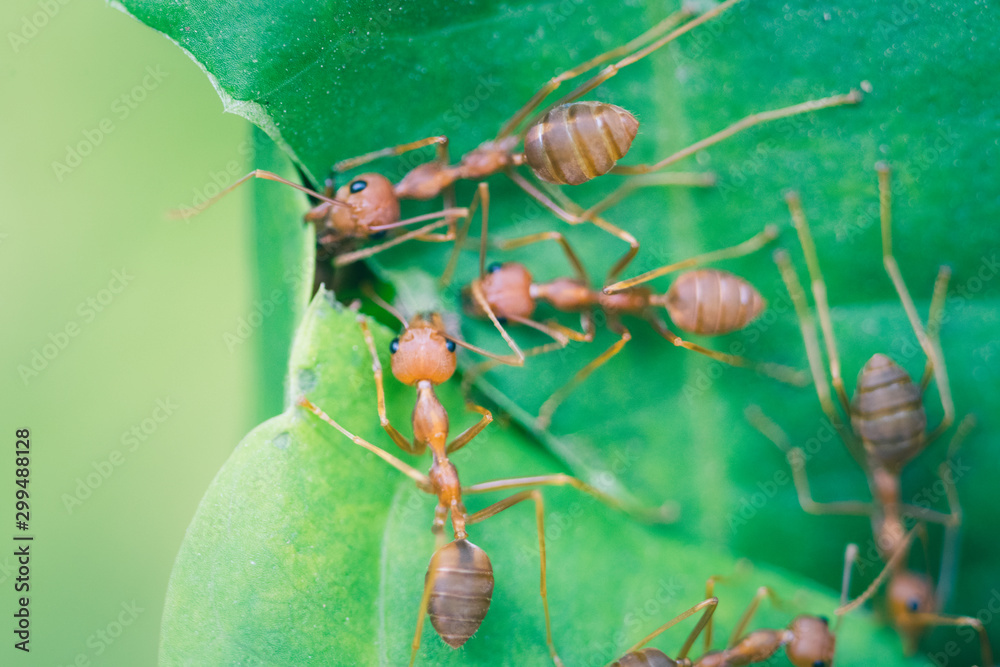 Ant action standing.Ant bridge unity team,Concept team work together ...