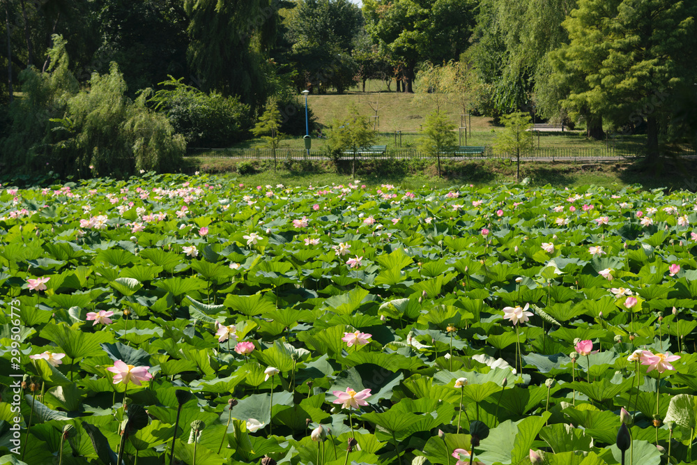 Lacul Tei park in Bucharest. Lake full of blossom waterlilies Stock ...
