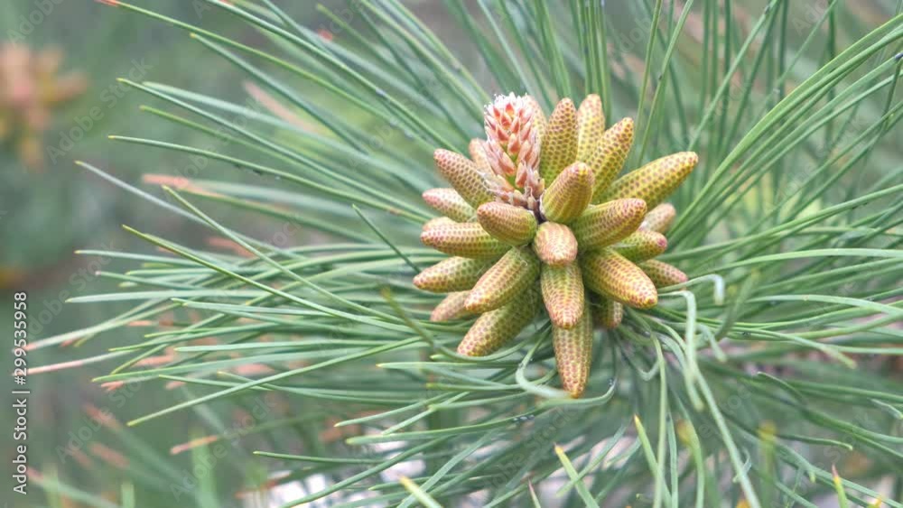 Growing beautiful pine cones on the pine tree among needles, closeup ...