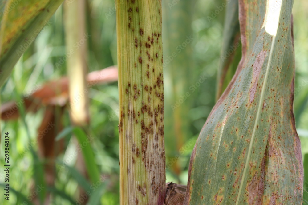 Corn Rust diseases that damage on stem, abiotic stress at the field ...