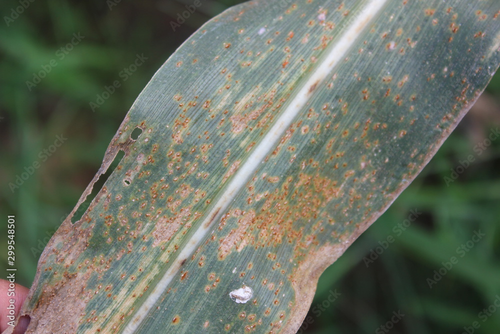 Foto de Southern Corn Rust diseases that damage at leaves, biotic ...