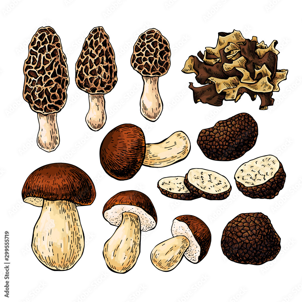 Mushroom hand drawn vector illustration. Sketch food drawing isolated ...