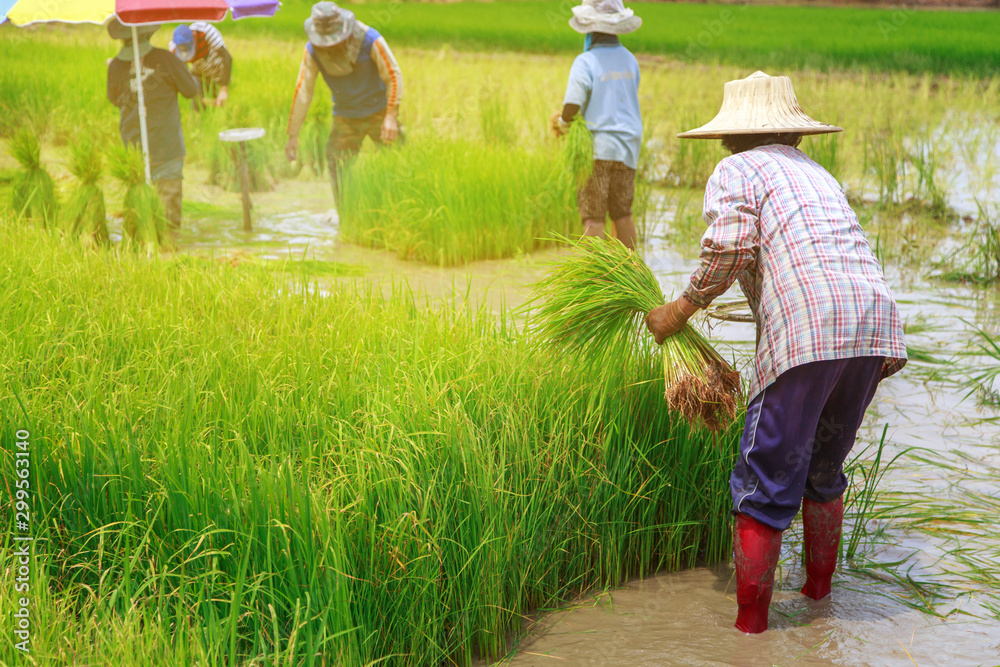 Farmers are planting rice in the rice fields according to the season of ...