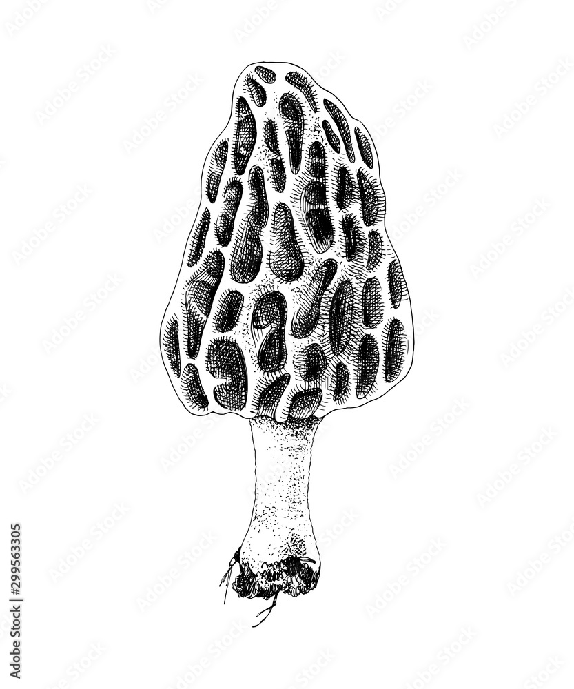 Hand drawn colorful morel mushroom Stock Vector | Adobe Stock