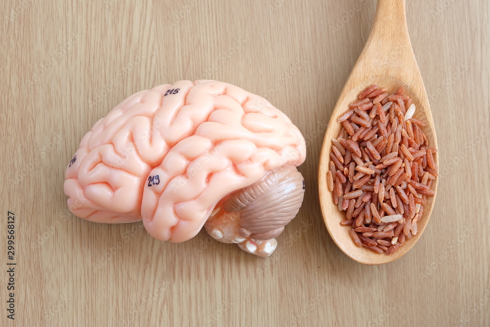 red rice and human grain anatomy model Stock Photo | Adobe Stock