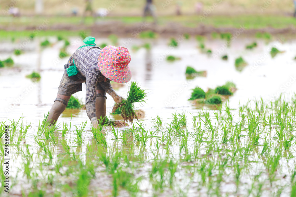 Farmers are planting rice in the rice fields according to the season of ...