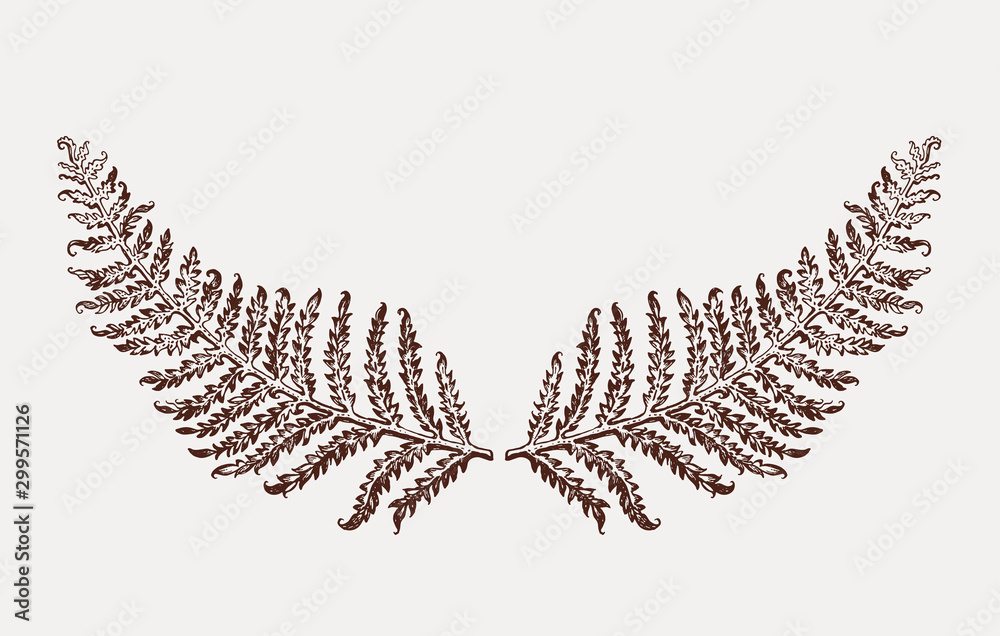 Hand drawn fern leaf plant. Symmetrically arranged two leaves of fern ...