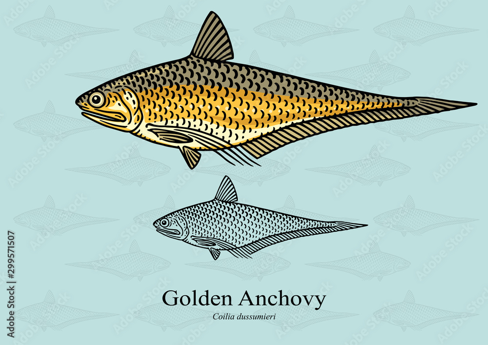 Golden Anchovy. Vector illustration with refined details and optimized ...