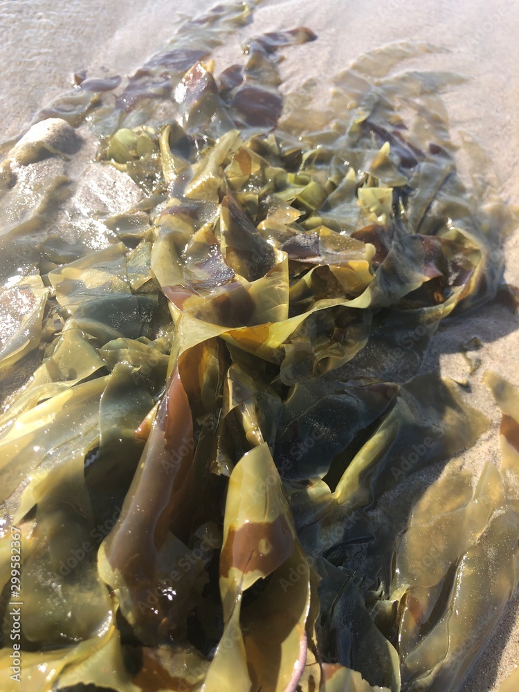 Brown Algae In Ocean