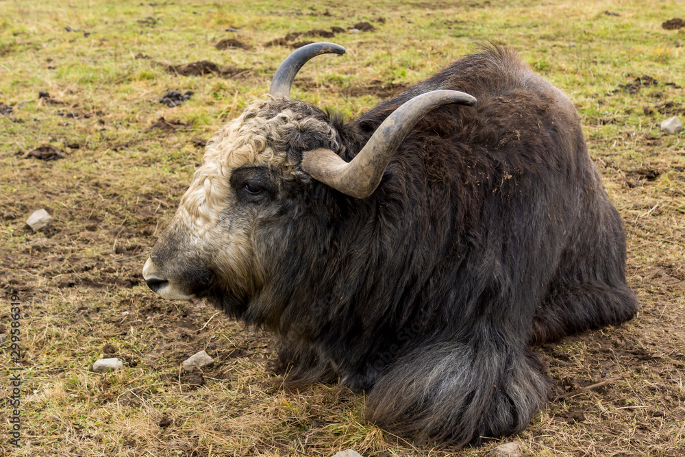 Yak Bull