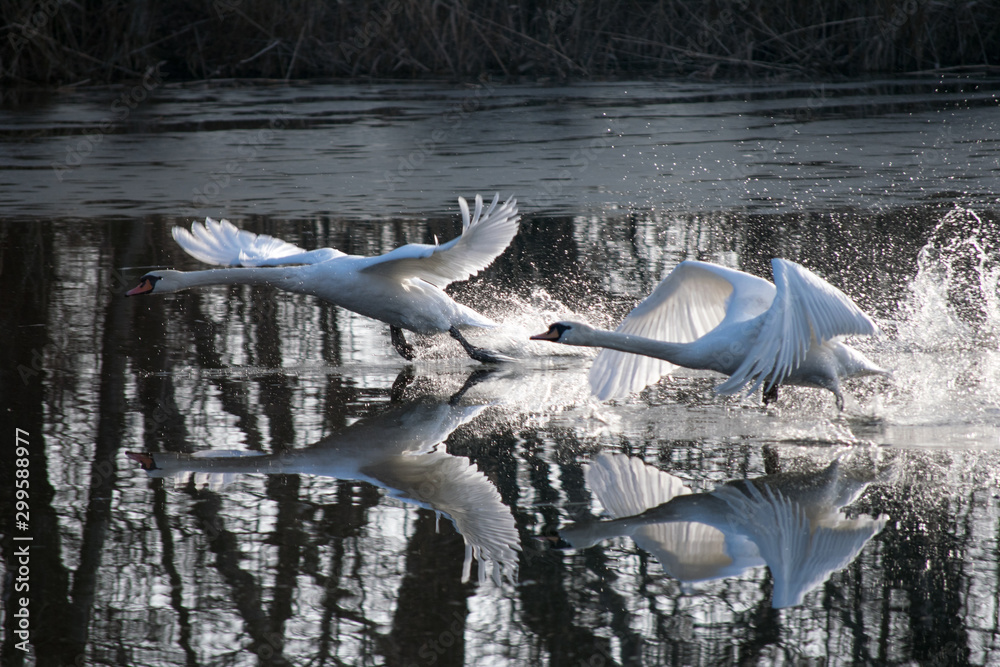 Peaceful White Swans