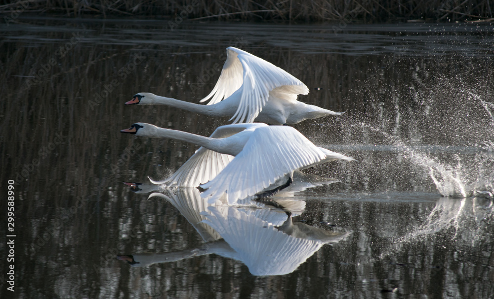 Peaceful White Swans