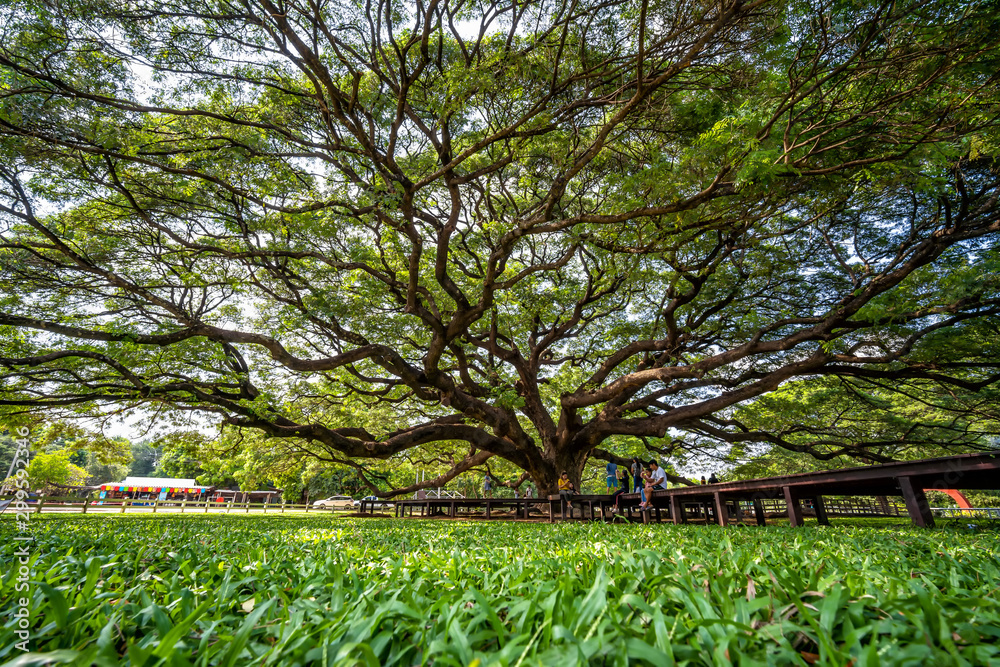 KANCHANABURI, THAILAND - OCTOBER 24, 2019 : Scenery of giant tree ...