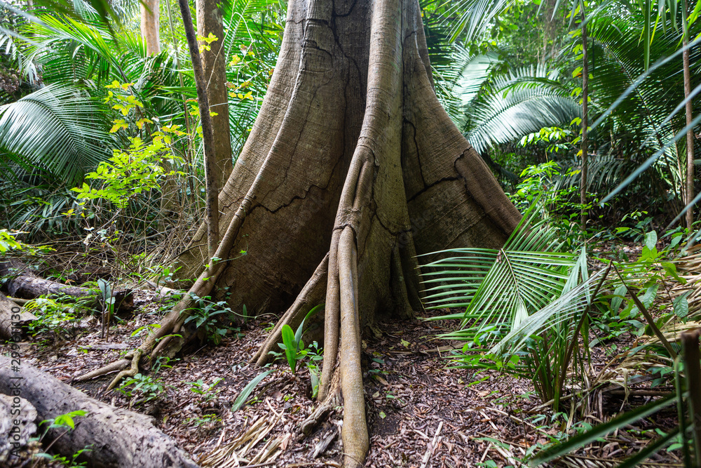 A majestic giant Samauma tree (Ceiba pentandra) and its roots in the ...