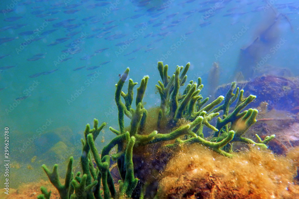 Freshwater Sponge (Spongilla lacustris) Spongillidae Freshwater ...