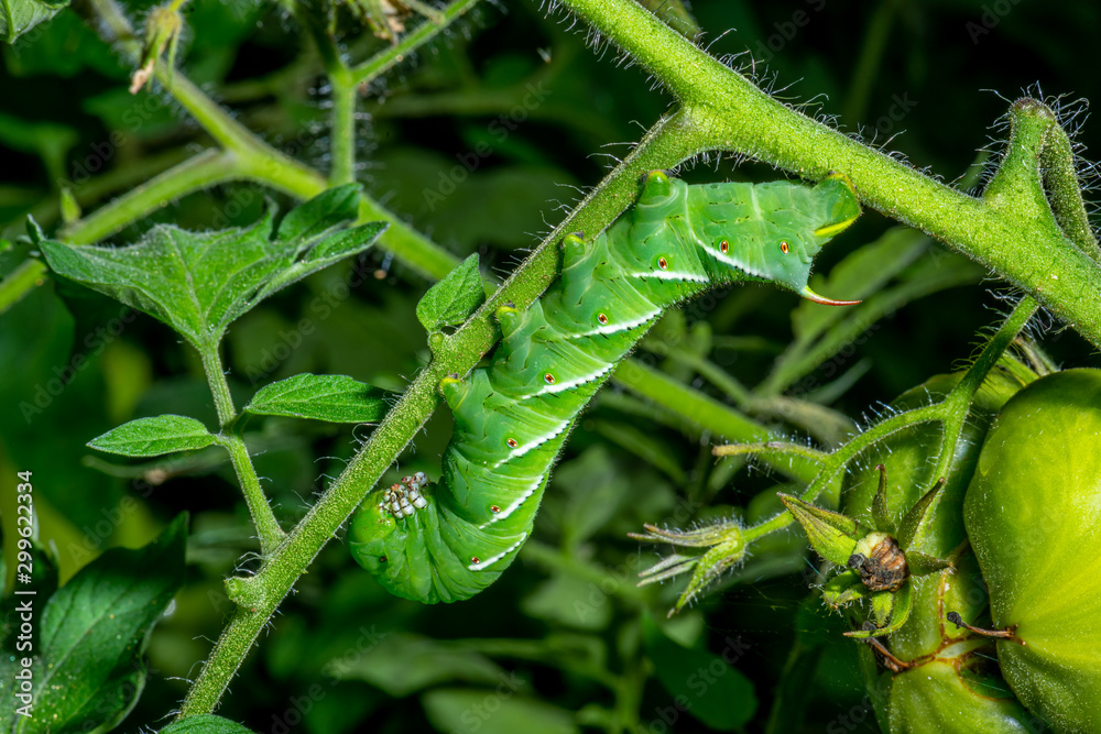 Late instar larva of Manduca sexta, the tobacco hornworm (often ...