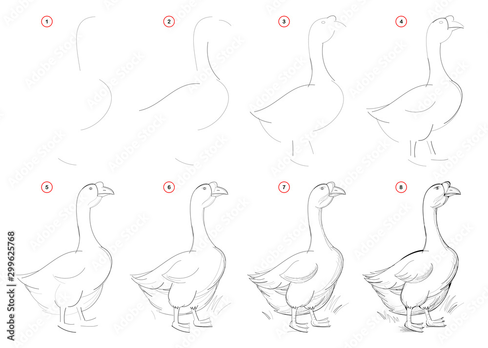 How to draw from nature step by step sketch of goose on farm. Creation ...