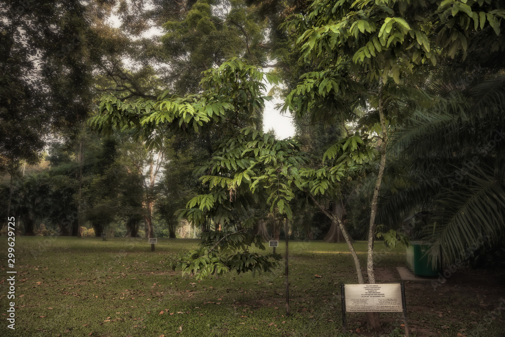 Yellow Saraca tree planted by Yuri Gagarin in Royal Garden Peradeniya ...
