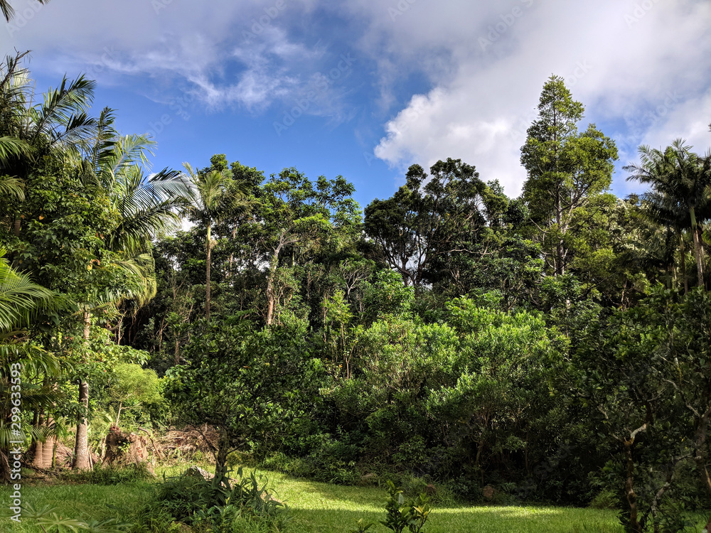Large forest trees surround open field of Fruit Trees in Grassy ...