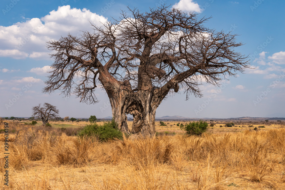 Large Baobab tree with hole through trunk - Tanzania Stock Photo ...