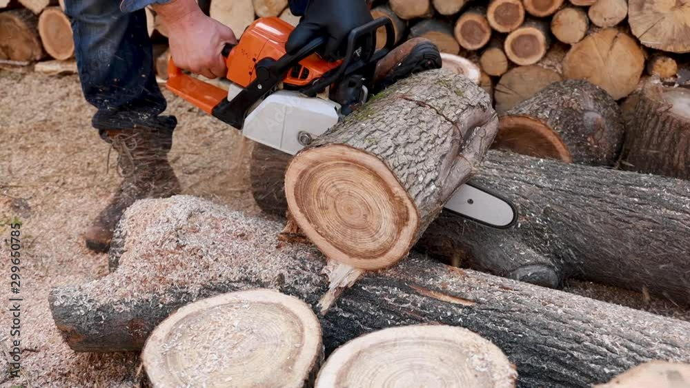 Wood cutting a chainsaw. Lumberjack cuts firewood with a saw Stock ...