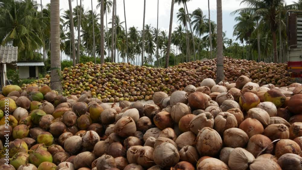 Coconut farm with big coconut ready for production. Large piles of ripe ...