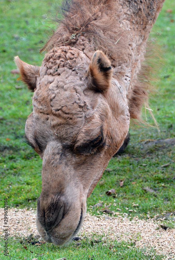 Camel is an ungulate within the genus Camelus, bearing distinctive ...