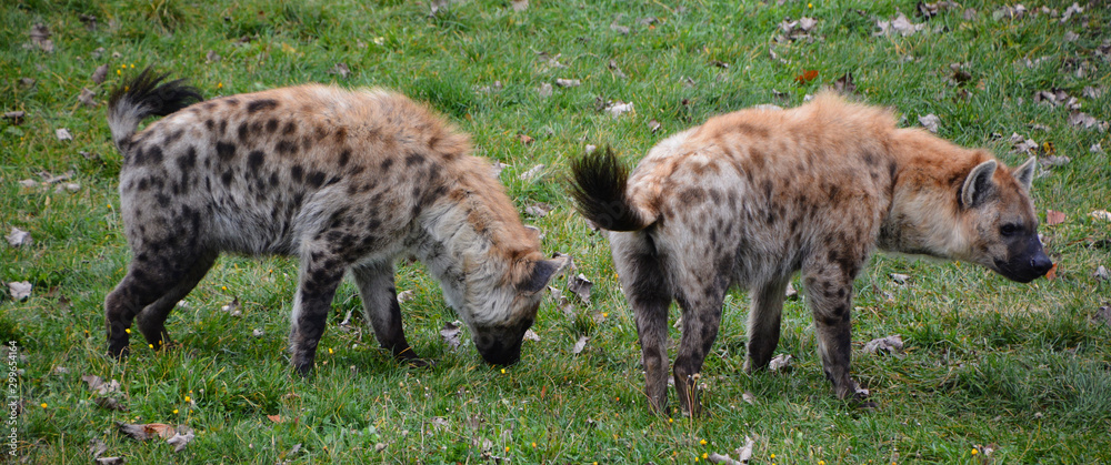 Spotted hyena (Crocuta crocuta), also known as the laughing hyena, is a ...