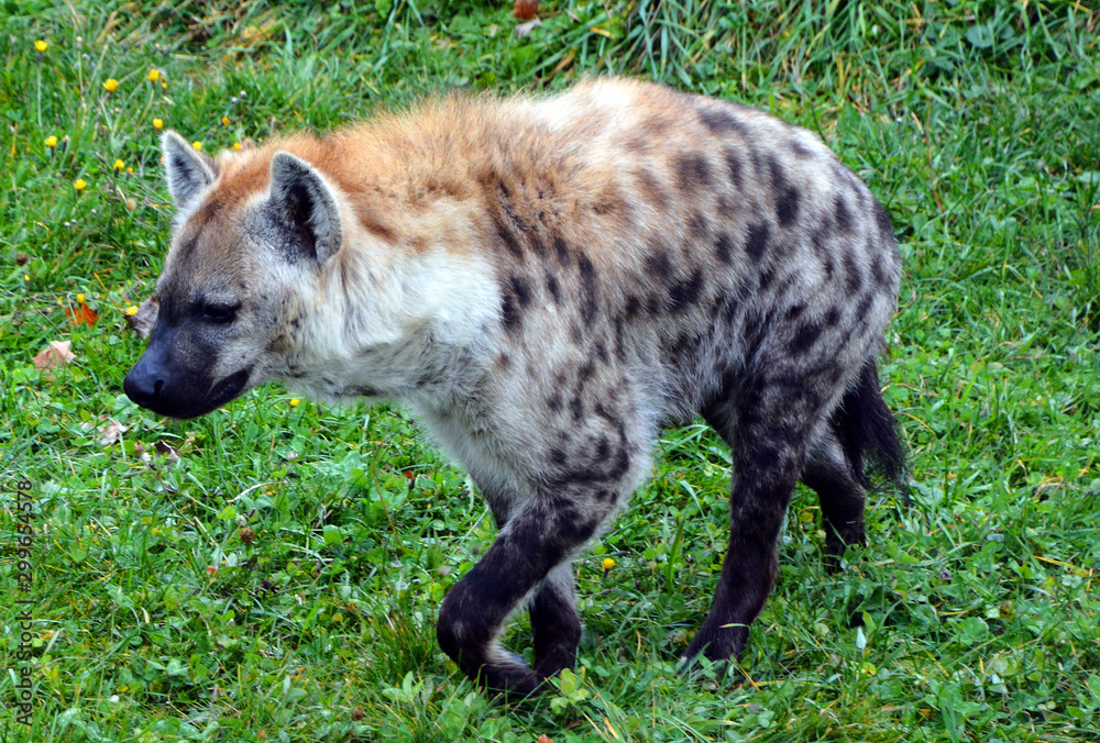 Spotted hyena (Crocuta crocuta), also known as the laughing hyena, is a ...