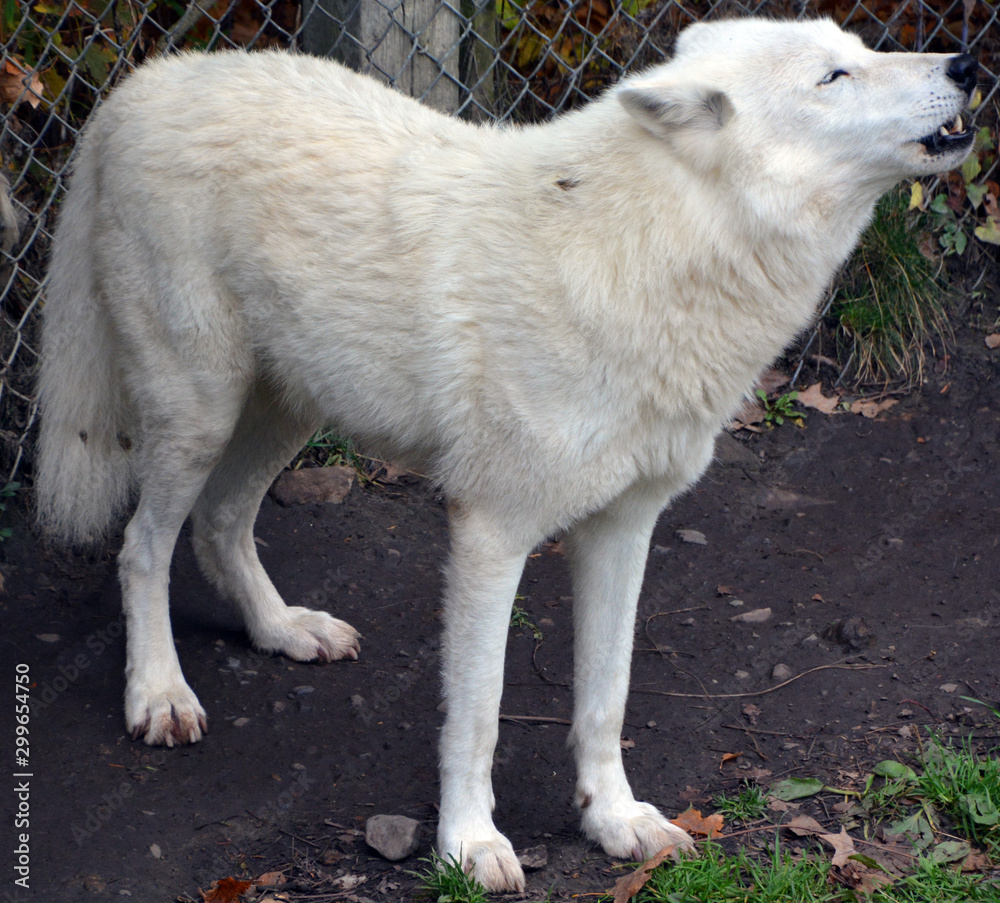 Arctic Wolf or Polar White Wolf, is a subspecies of the Gray Wolf, a ...