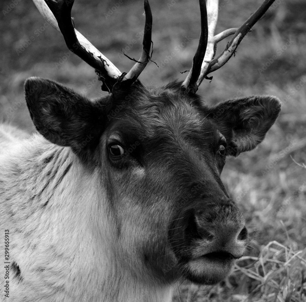 The reindeer, caribou in North America is a species of deer, native to ...