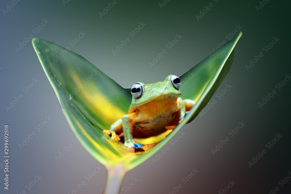 flying tree frog, javan tree frog, rhacophorus reinwardtii Stock Photo ...