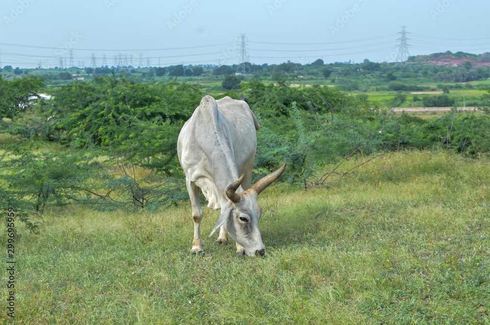 White Indian cow,indian cow ,cow eating grass,Africa cow,top view of ...