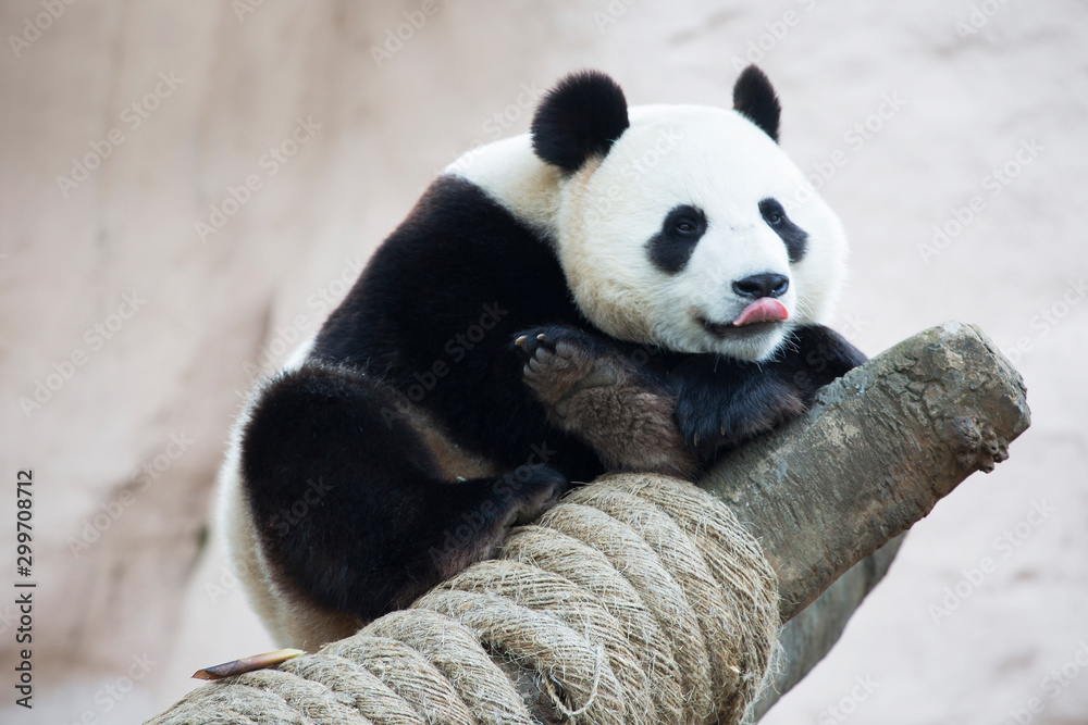 Giant Panda. It is a mammal of the bear family with a peculiar black ...