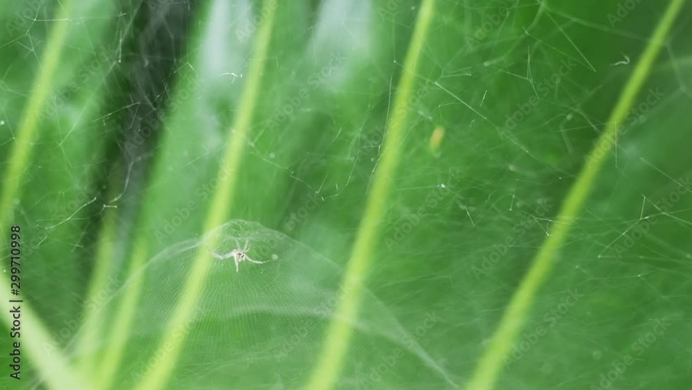 Selective focus, small spider pulling its web on the green leaf. Nature ...
