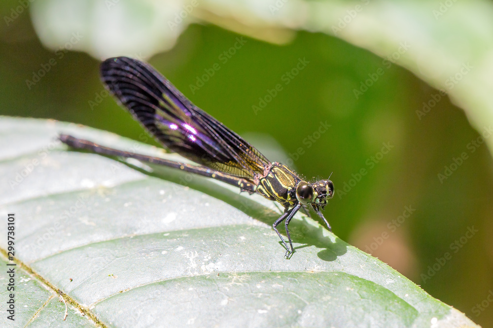 Beautiful Crown damselfly (Euphaea variegata) during a ecotourism ...