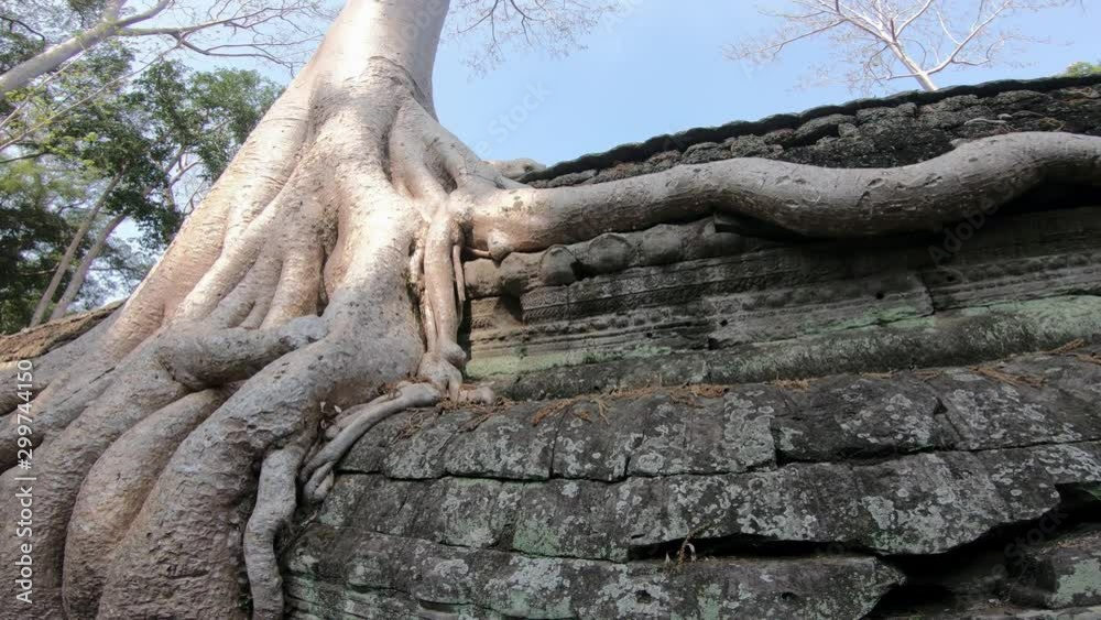4K, Ta Prohm temple with strangler fig. Famous spung tree growing in ...