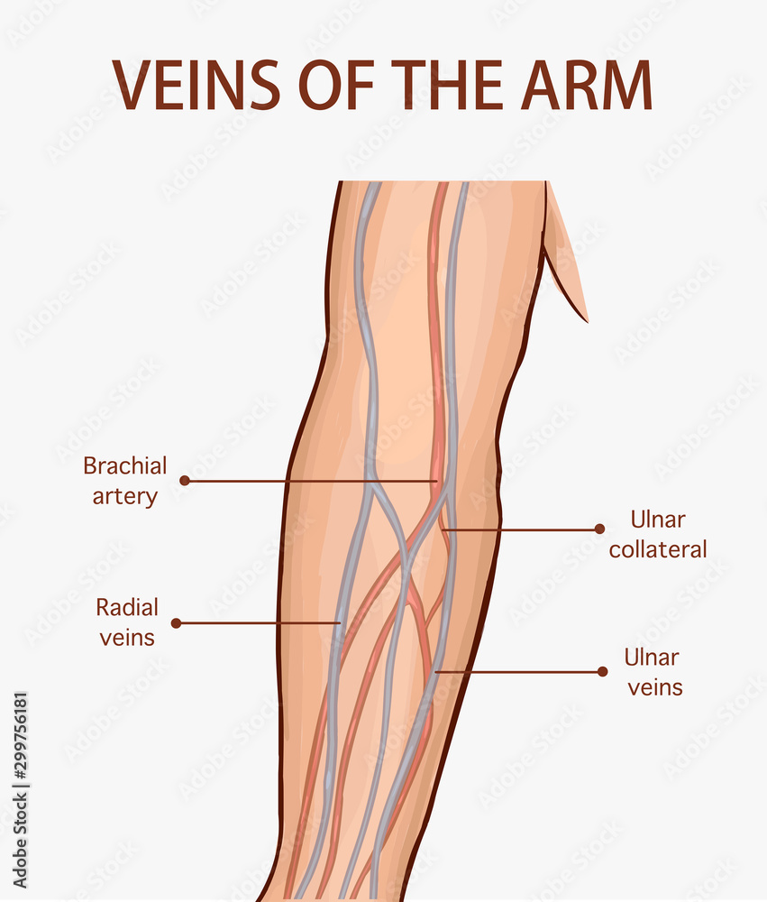 Vector illustration of a veins of the arm Stock Vector | Adobe Stock