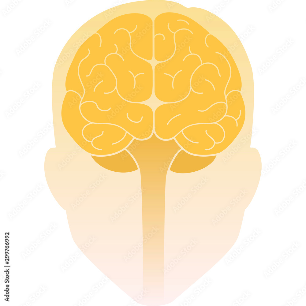 Human head front view and the brain inside. Human brain front view ...