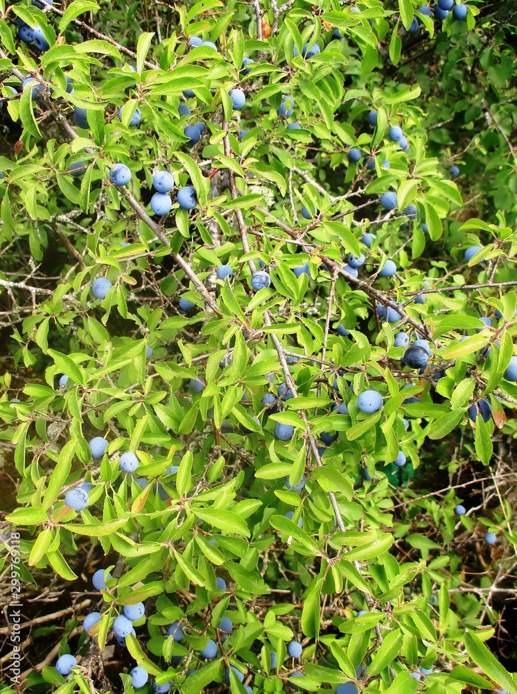 Prunellier (prunus spinosa), fruits et feuillage dans la nature Stock ...