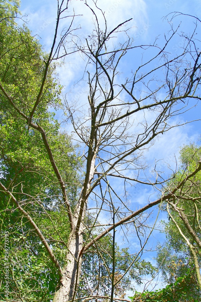 Diseased tree outdoors. view from below, under dead leafless tree ...