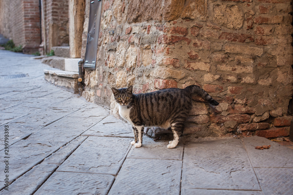 Feline cat exploring the narrow streets in Italy Stock Photo | Adobe Stock