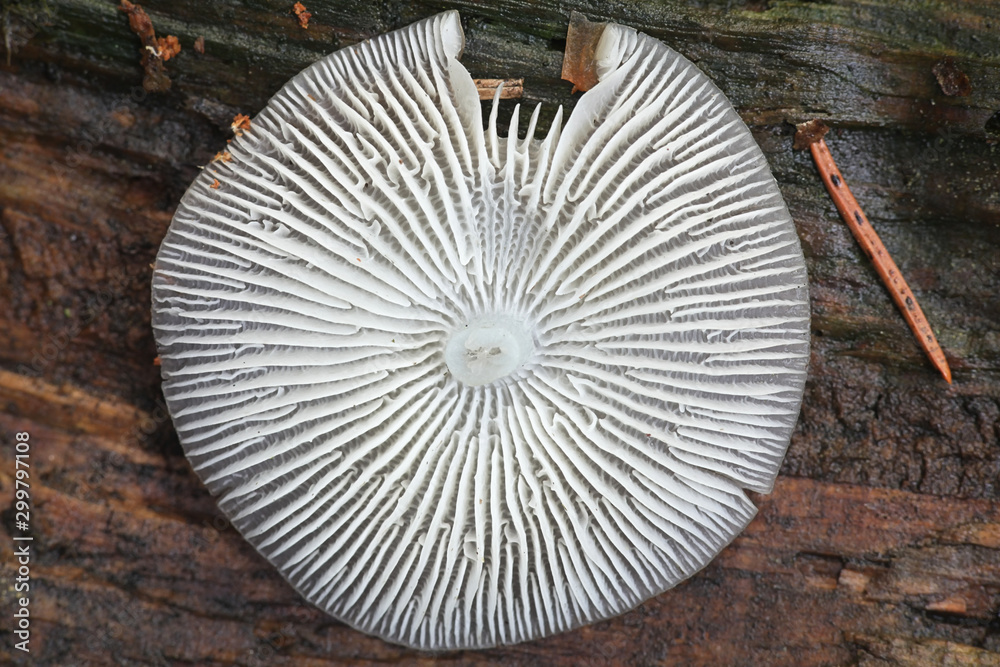 Mycena galericulata, known as the common bonnet, the toque mycena, or ...