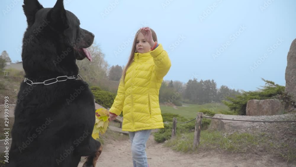 Back view of big black doberman standing on hind legs asking for snack ...