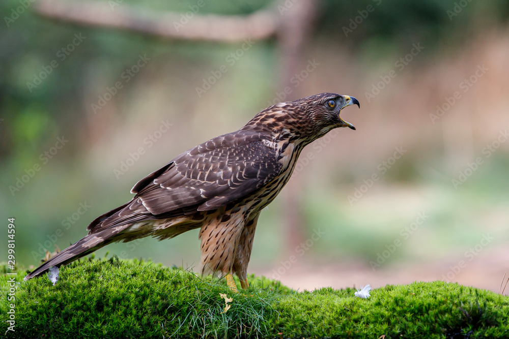 Juvenile Northern Goshawk